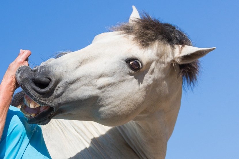 Belohnen mit Futter: So wird der Rüpel zum höflichen Pferd