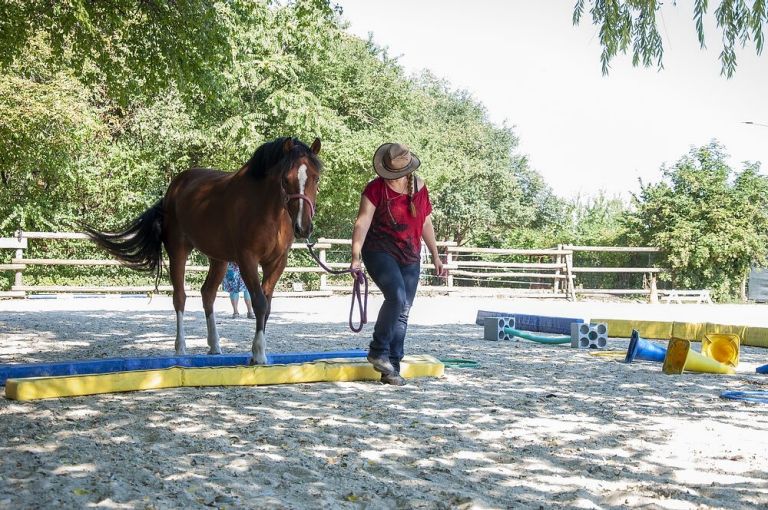 Training mit Pferdeverstand