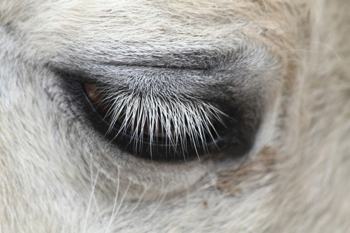 An Rotz erkranktes Pferd stammte aus einem Stall in Schleswig-Holstein