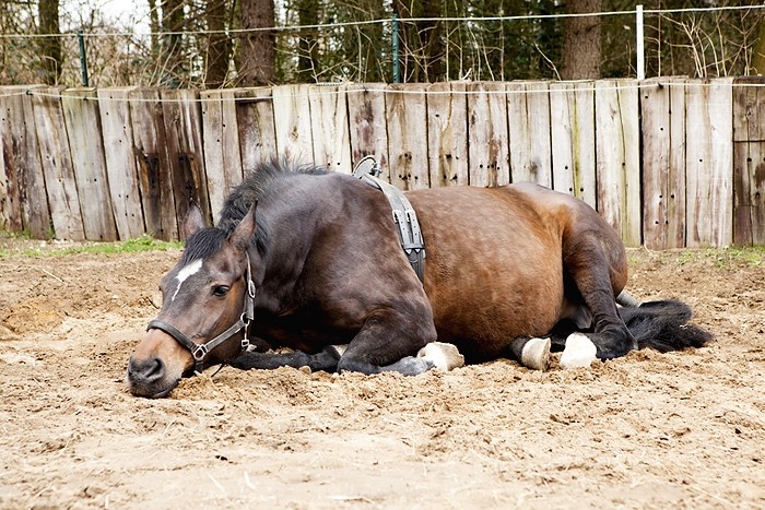 Fohlengeburt: Worauf es ankommt und was Sie tun können