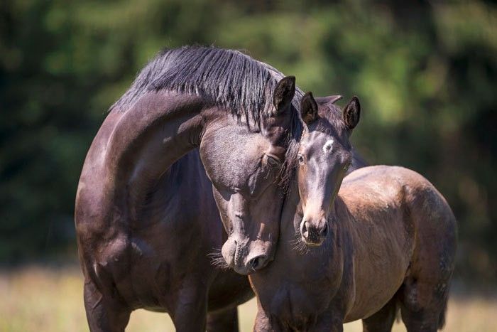 Fohlengeburt: Worauf es ankommt und was Sie tun können