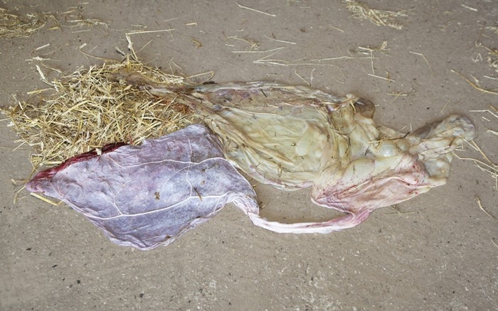 Fohlengeburt: Worauf es ankommt und was Sie tun können