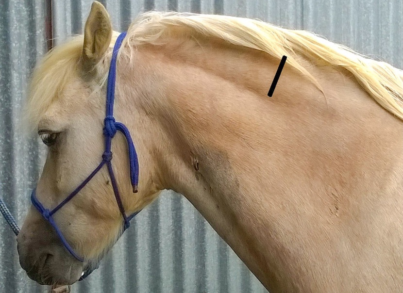 Fettdepots am Pferdehals ein ernstzunehmendes Warnsignal