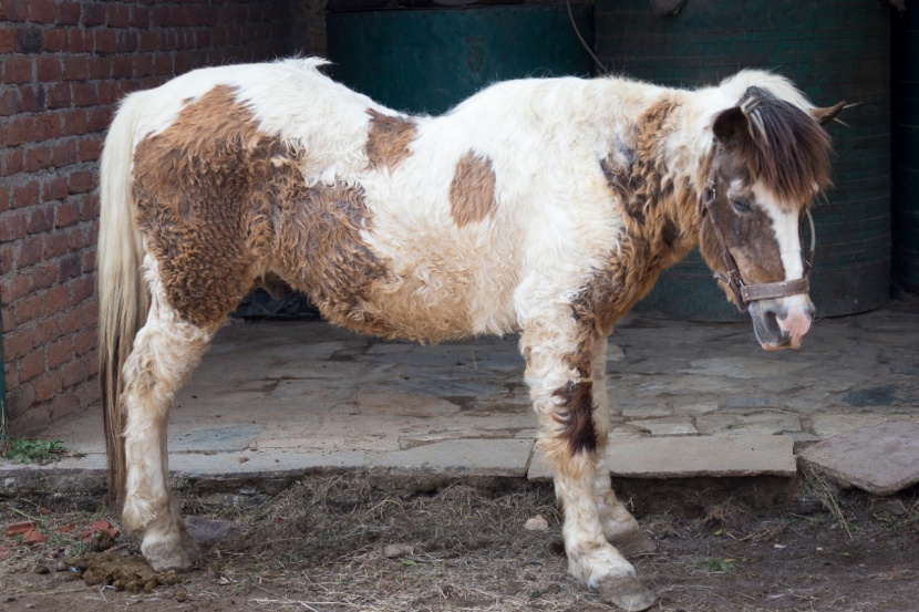 Frühe Anzeichen von Cushing werden oft übersehen