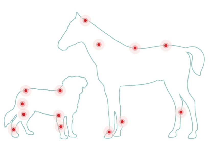 repuls vet: Entzündungen heilen, Schmerzen lindern mit hochwirksamer Lichttherapie