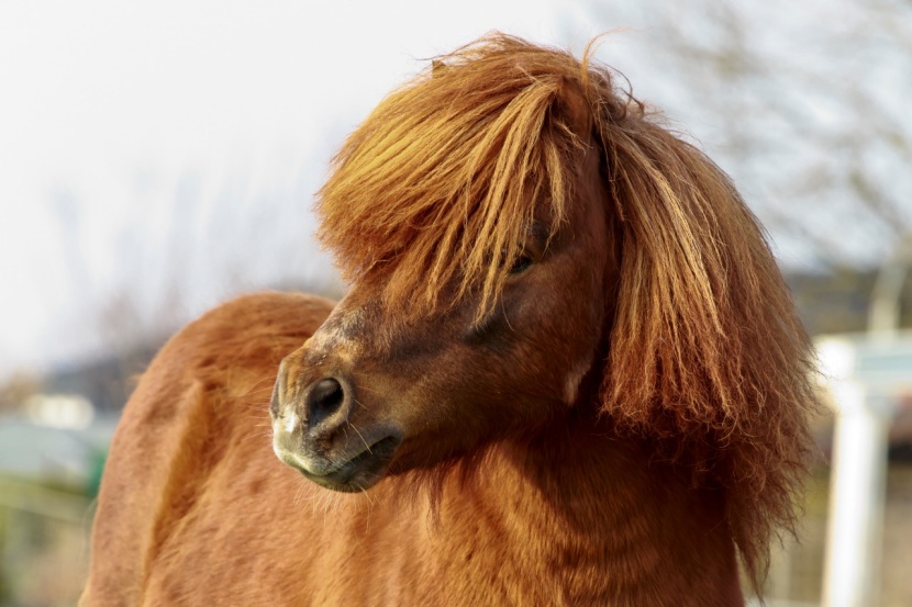 Cushing-Pferde optimal unterstützen