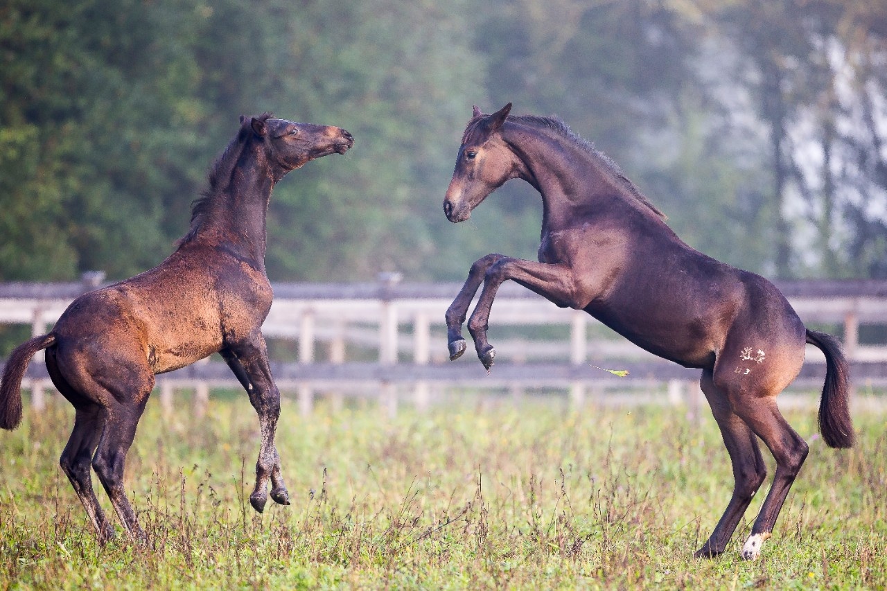 Warum Fohlen spielen müssen