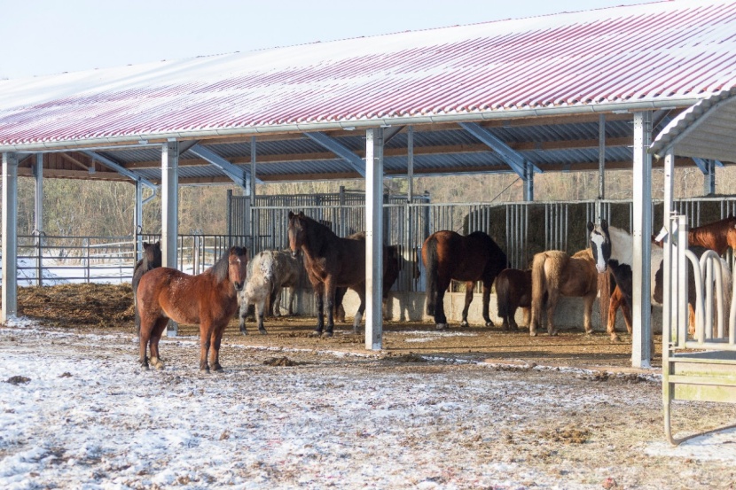 Wann friert das Pferd? So finden Sie es heraus!