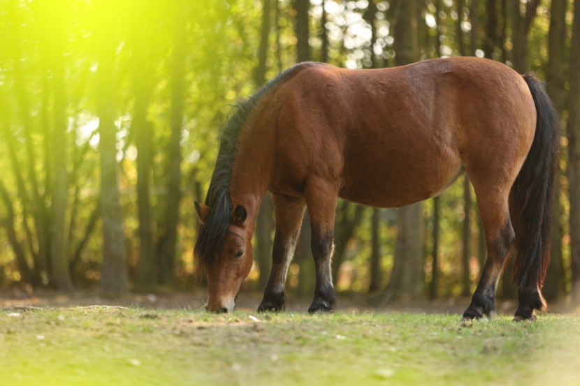 Hilfe, mein Pferd ist zu dick!