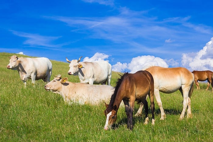 Die Kuh im Pferd: Pferde kauen ähnlich wie Wiederkäuer