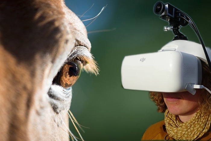 Die Welt mit den Augen der Pferde sehen