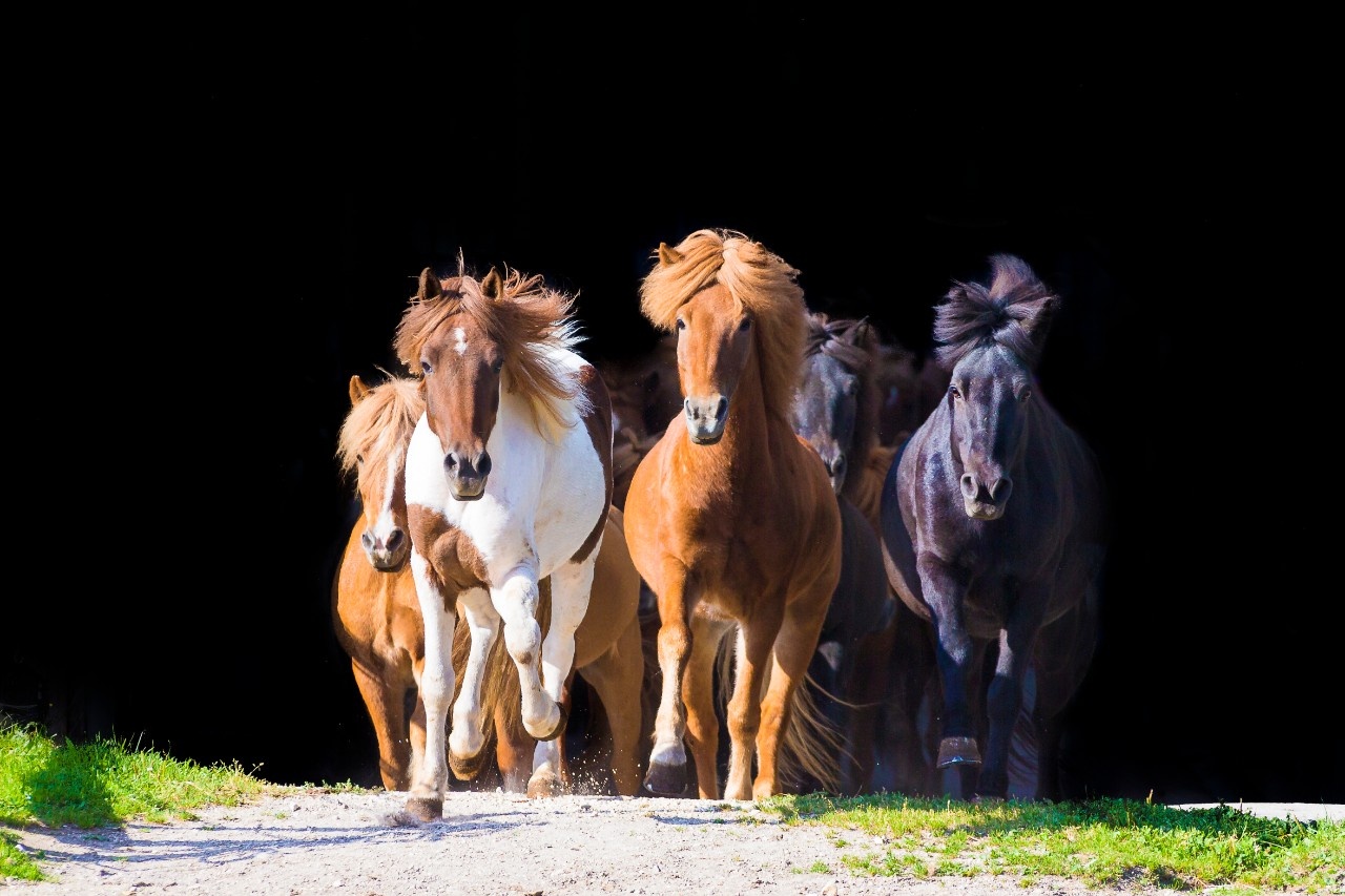 Wir sind dann mal weg: Kurzurlaub mit Pferd im Hausruckhof