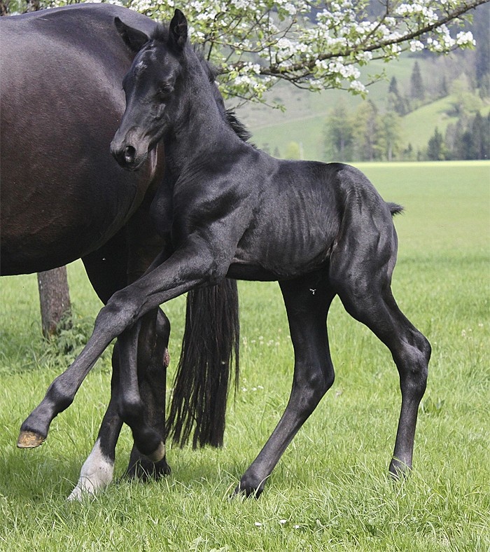 Erstes Totilas-Fohlen in Österreich