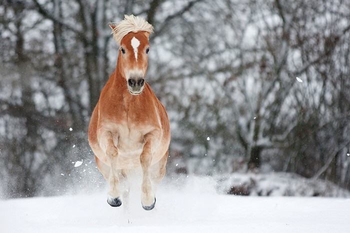 Ist der reingezogene Haflinger in Gefahr?