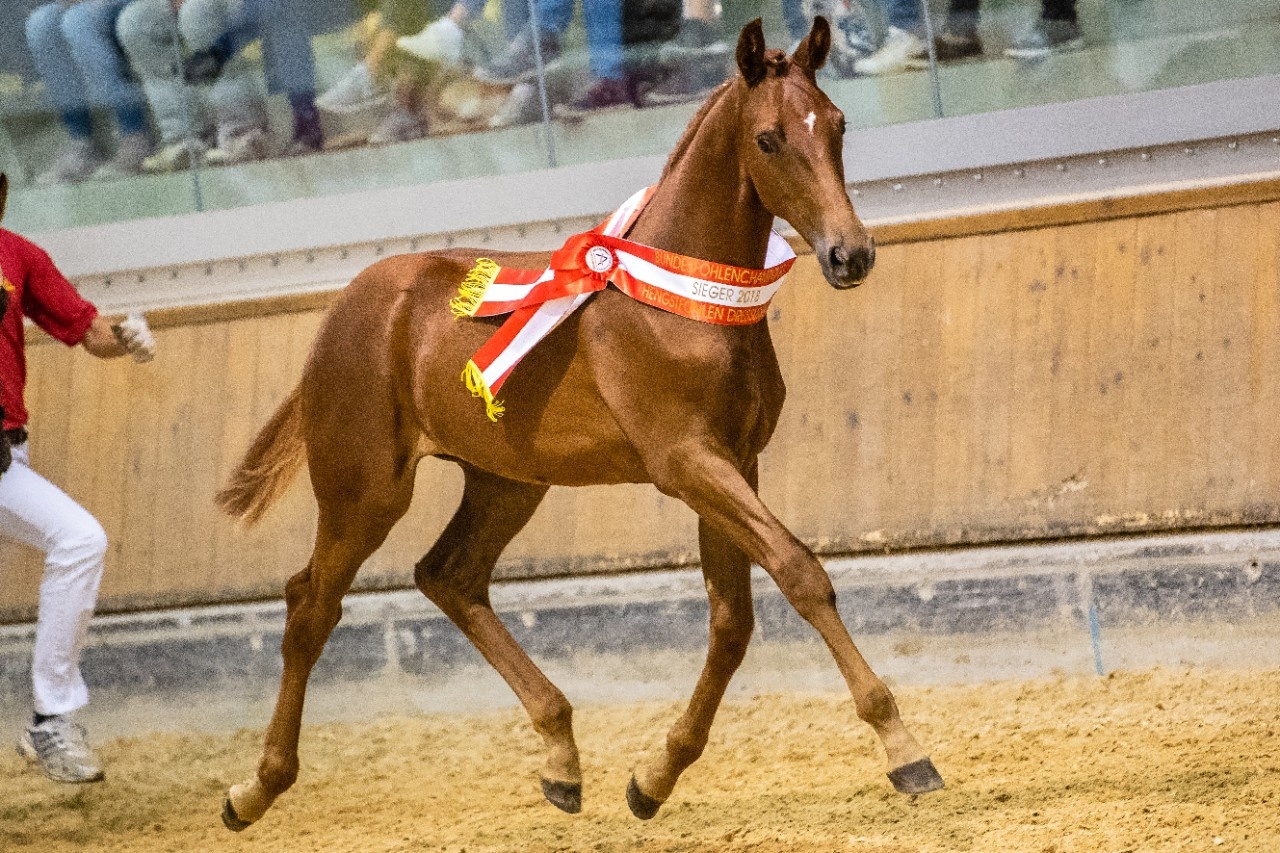Viele Sieger beim AWÖ Bundeschampionat