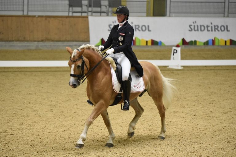 Zwölf neue Haflinger-Champions aus Österreich