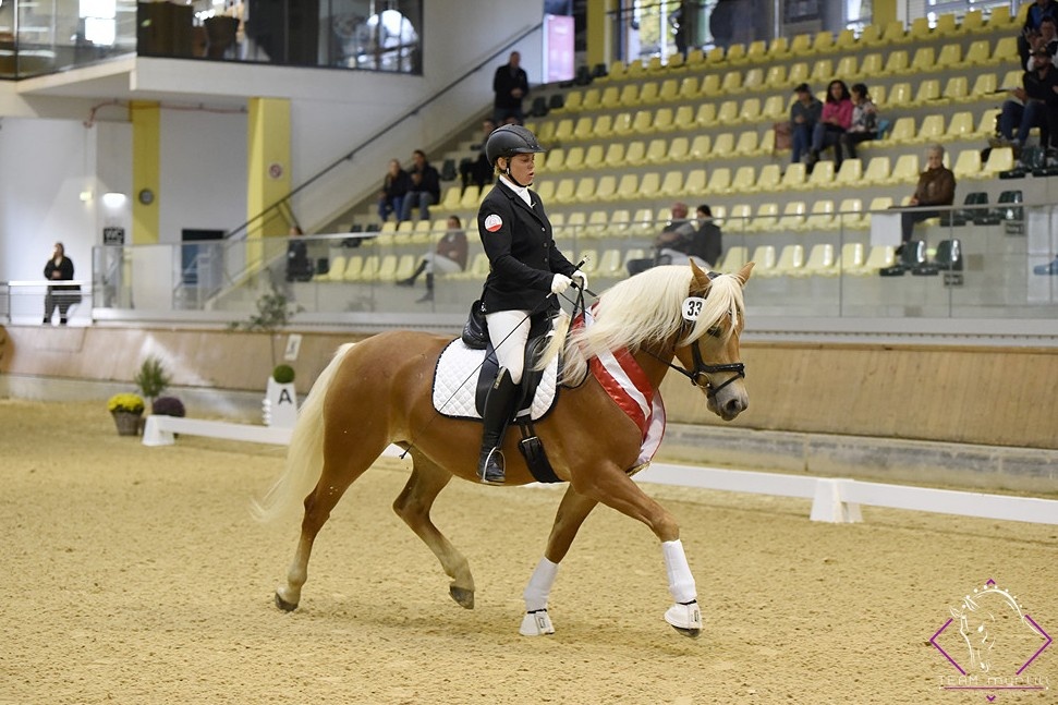 ARGE Haflinger Bundeschampionat: Bewegungsstarke Blondschöpfe vorne