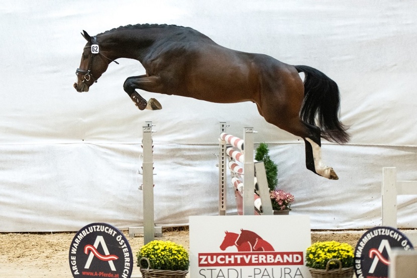 Dunkelbraunes Pferd Beim Springen