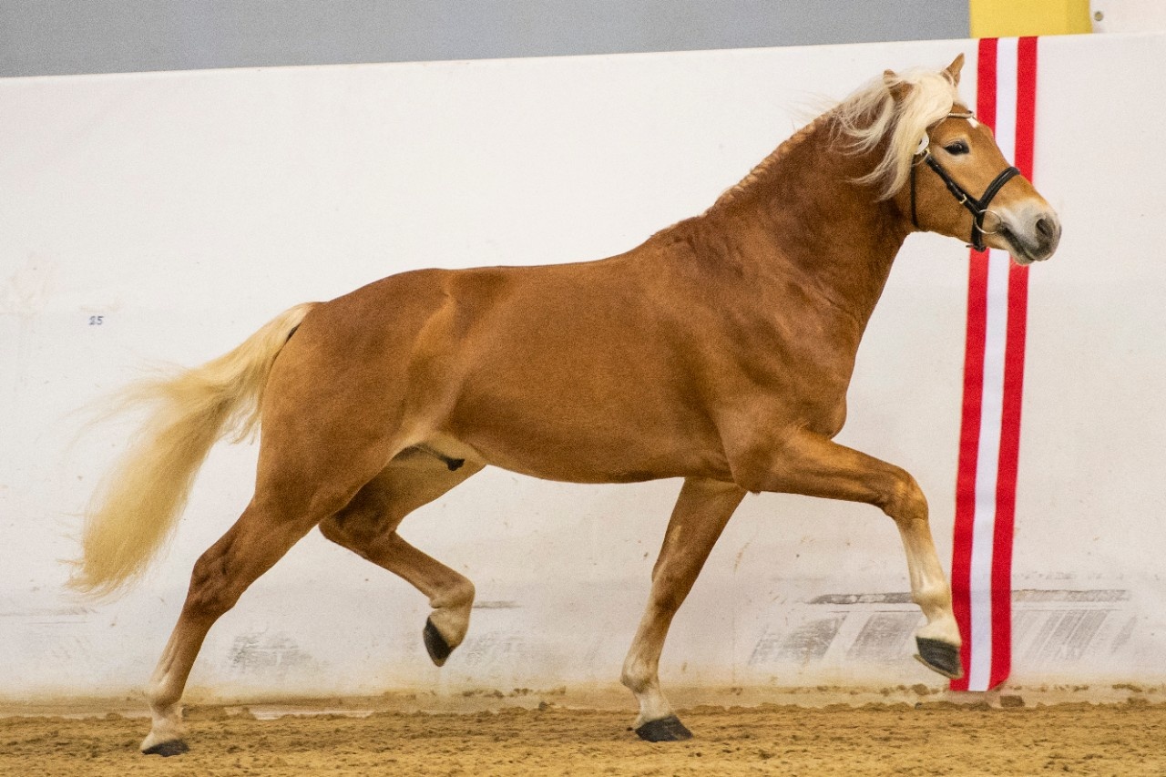 Gekört: 18 Haflinger erhalten positives Urteil