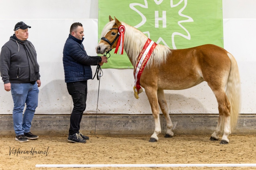 Stadl-Paura: 7 von 17 Haflingerhengsten gekört