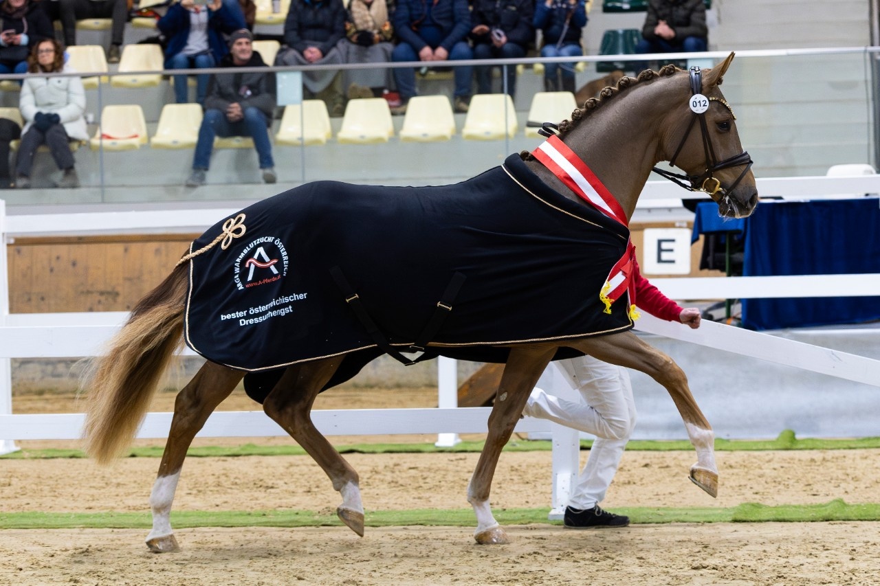 Victoria Max-Theurers Vom Feinsten auf Gestüt Birkhof aufgestellt