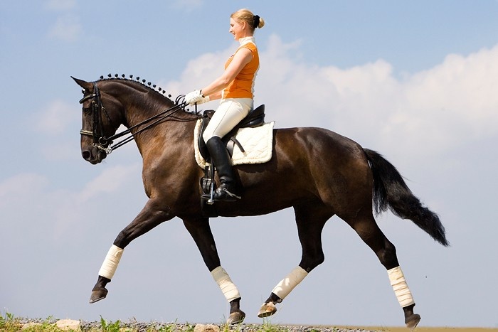 Stark im Trab: So gelingt die Trabverstärkung