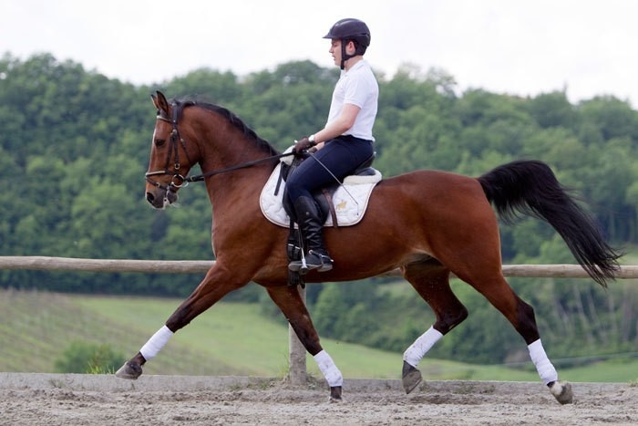 Die Skala folgt dem Pferd