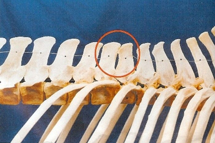 Kissing Spines: So reiten Sie Pferde mit dieser Diagnose schmerzfrei