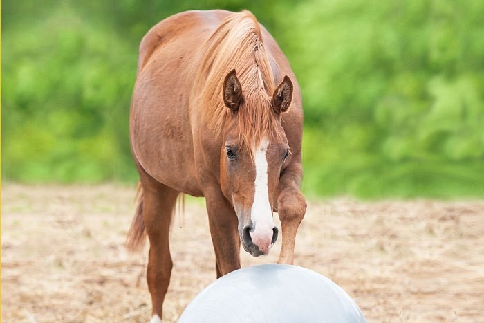 Ballspielen mit Pferden: So werden Pferde zu Dribbelkünstlern