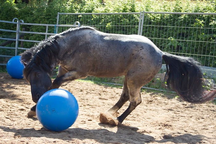 Ballspielen mit Pferden: So werden Pferde zu Dribbelkünstlern