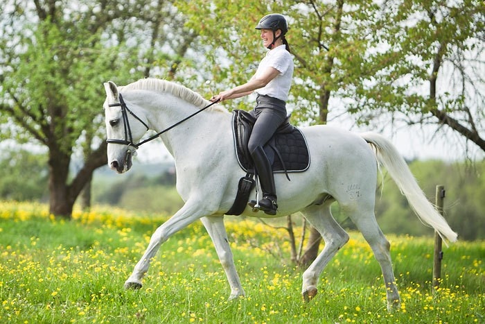 Dressur draußen: So wird Dressurreiten im Gelände zum Erfolg