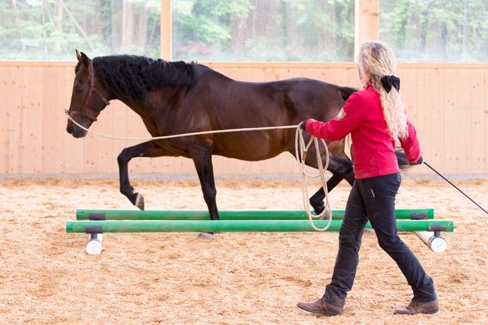 Longieren einmal anders: Trainingsplus mit der Quadratvolte