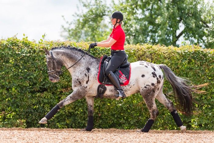 9 Übungen für einen besseren Galopp