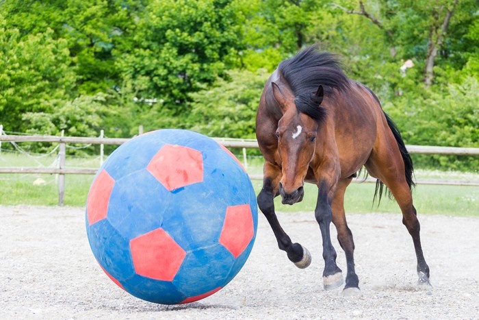 So lernen Pferde das Ballspielen