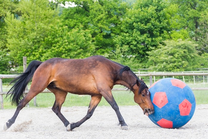 So lernen Pferde das Ballspielen