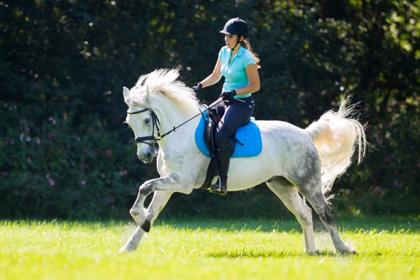 Ausreittraining: So lernen stürmische Pferde Gelassenheit