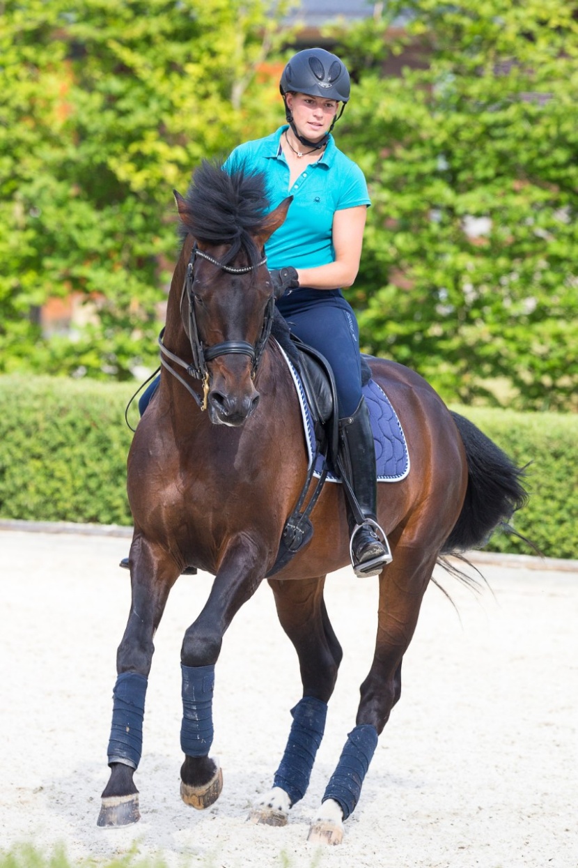 Abwechslung im Dressurtraining