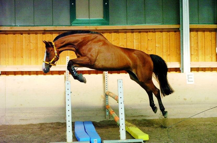 Freispringen: So gelingt der Einstieg