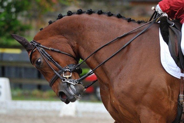 Reiterwissen: Woran erkennt man gutes Reiten – und woran Schlechtes?