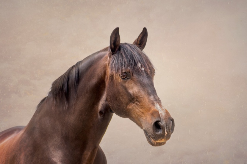 Gedächtniskünstler Pferd