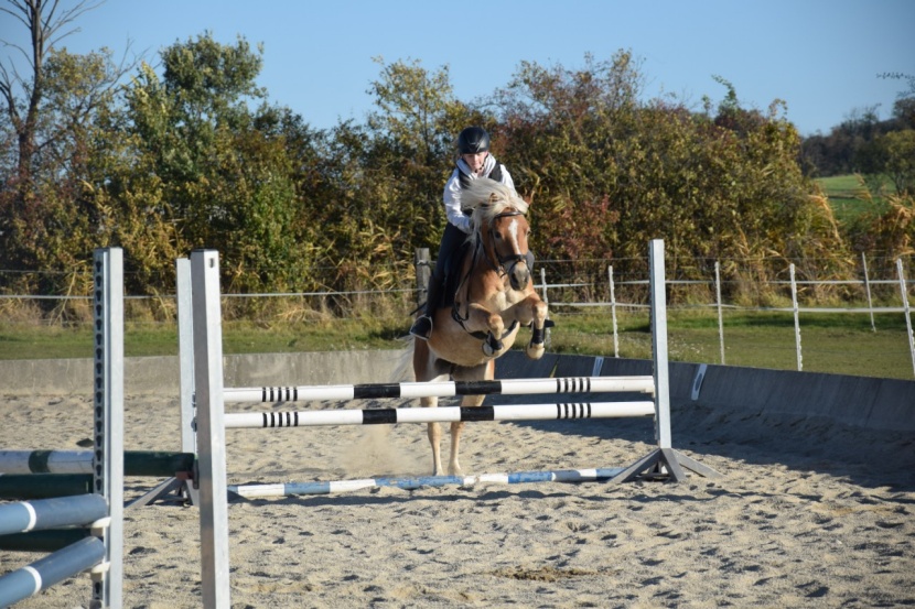 Aller Anfang ist die Reitschule