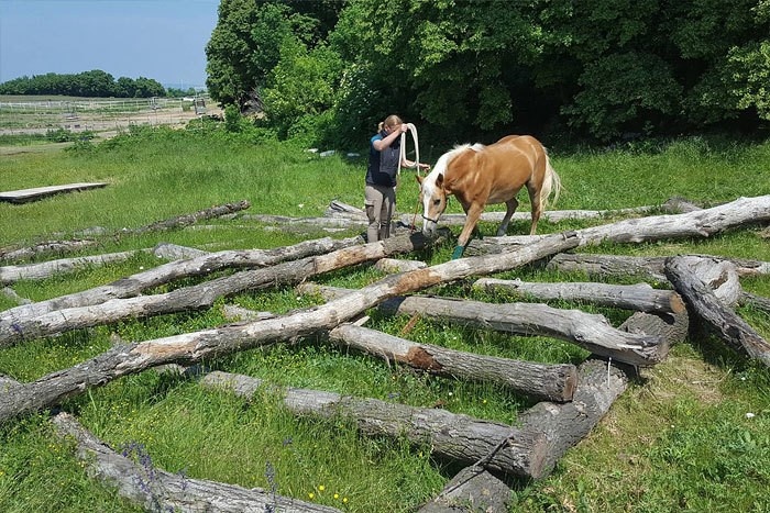 Extreme Trail: Neuer Kletterpark für Pferde in Niederösterreich