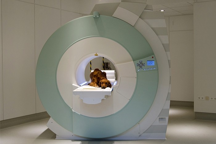 Neue MRT-Anlage an der Vetmeduni Wien