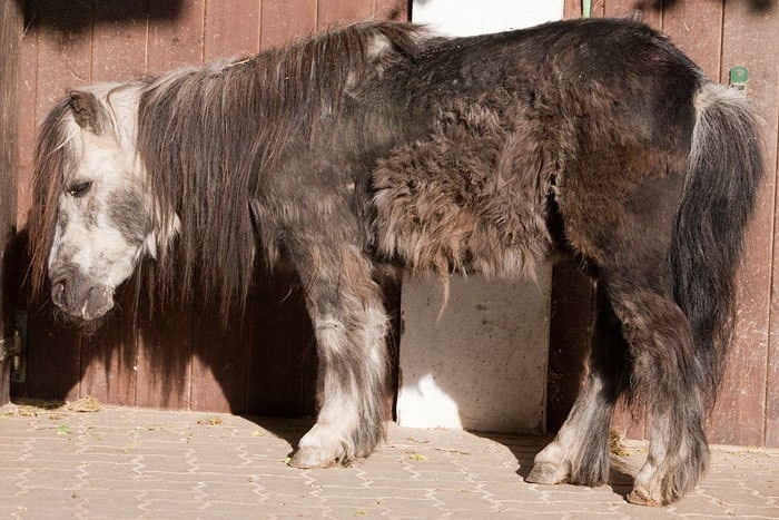 Equines Cushing heilbar durch Operation?