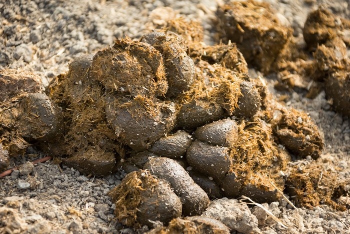 Wie zuverlässig sind Kotprobenergebnisse?