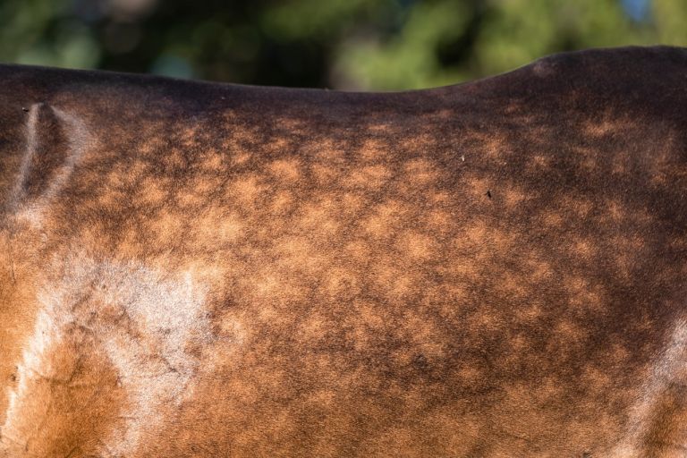 Hafertaler beim Pferd: Harmlos oder Alarmsignal?