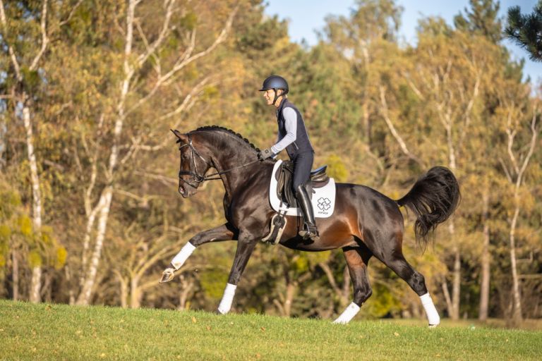Der flotte Galopp im Gelände stärkt die Lungenfunktion gesunder Pferde ...