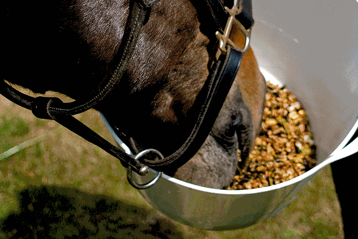 Futterrationen auf dem Prüfstand