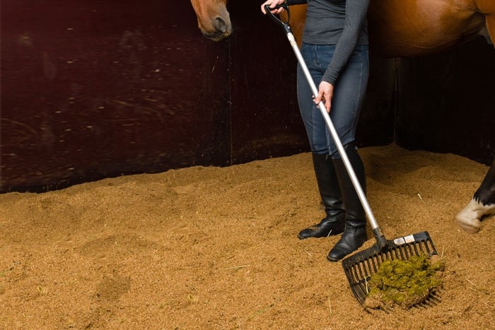 Hengst-Mist erzieht Pferde zu mehr Sauberkeit