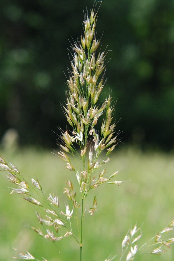 Giftiger Goldhafer: Vorsicht bei Heu von extensiv genutzten Wiesen